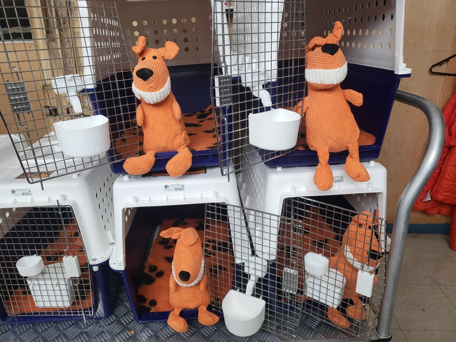Our Regular Services » Pawmobile